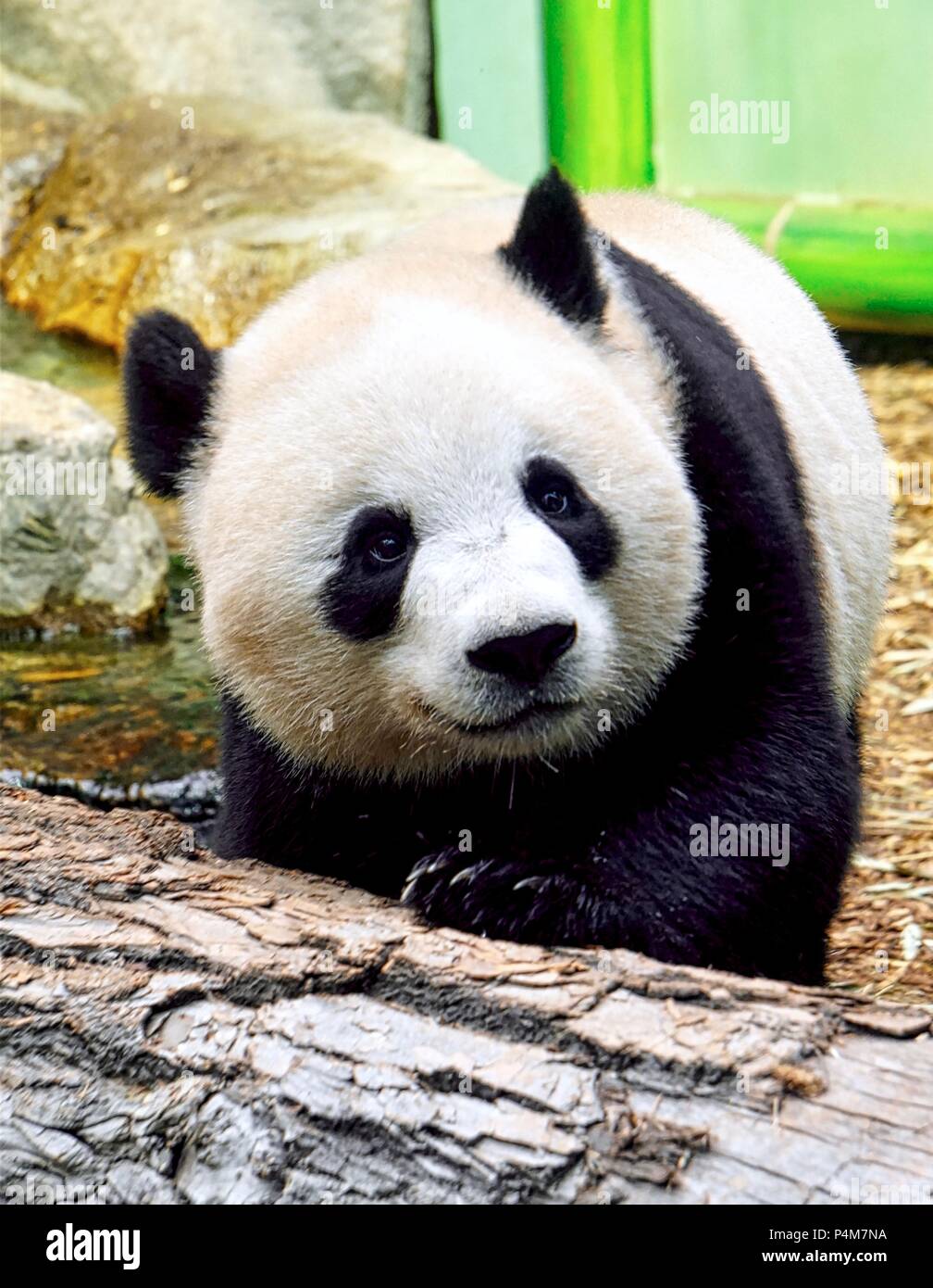 Close up of Giant Panda bear cub Stock Photo - Alamy