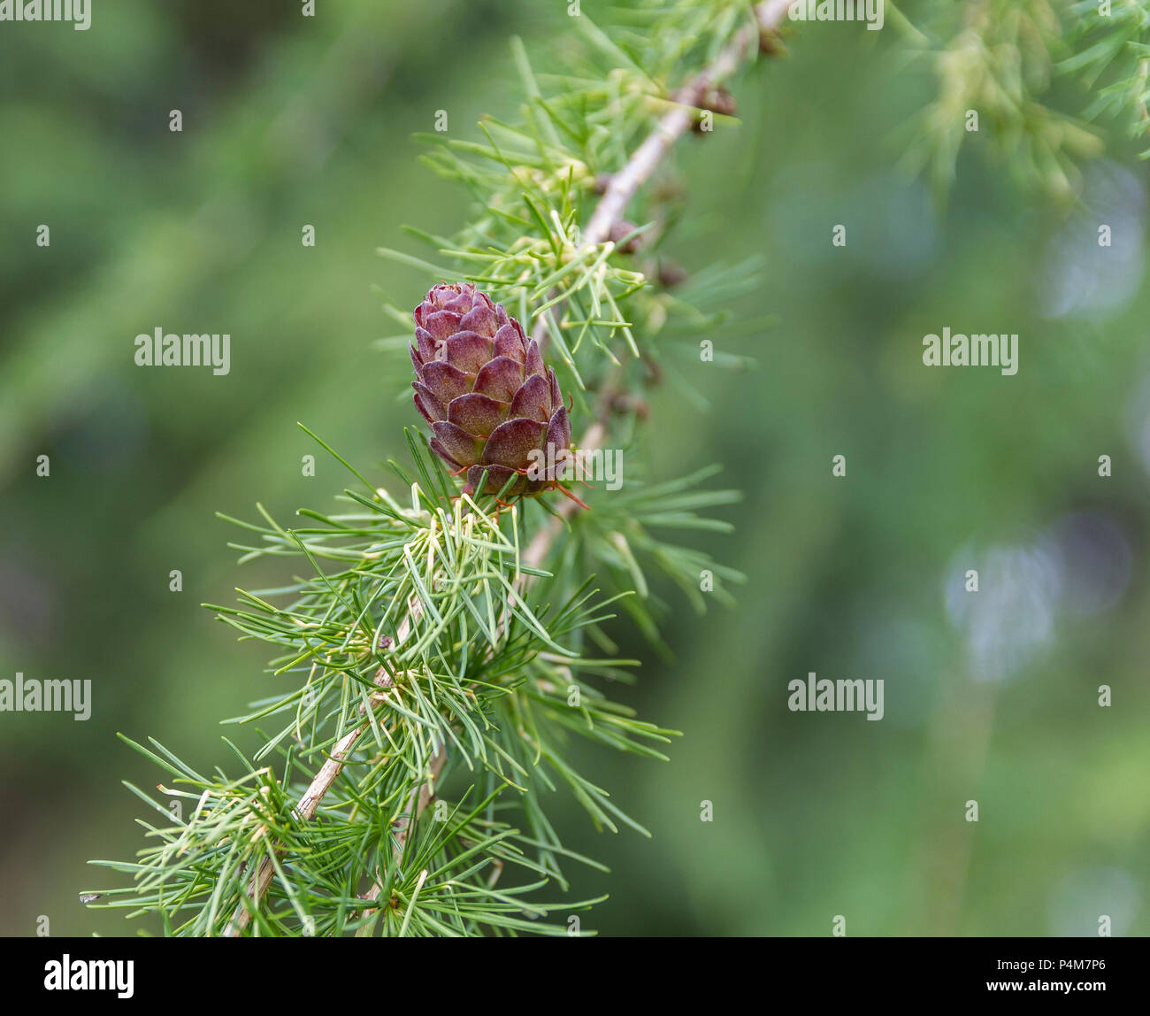 larch cones young Stock Photo - Alamy