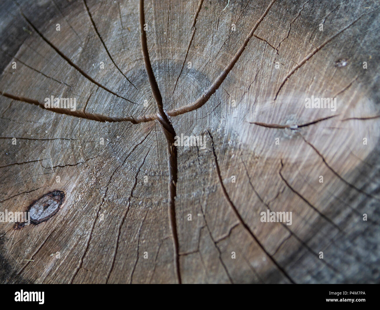 Cherry wood log hi-res stock photography and images - Alamy
