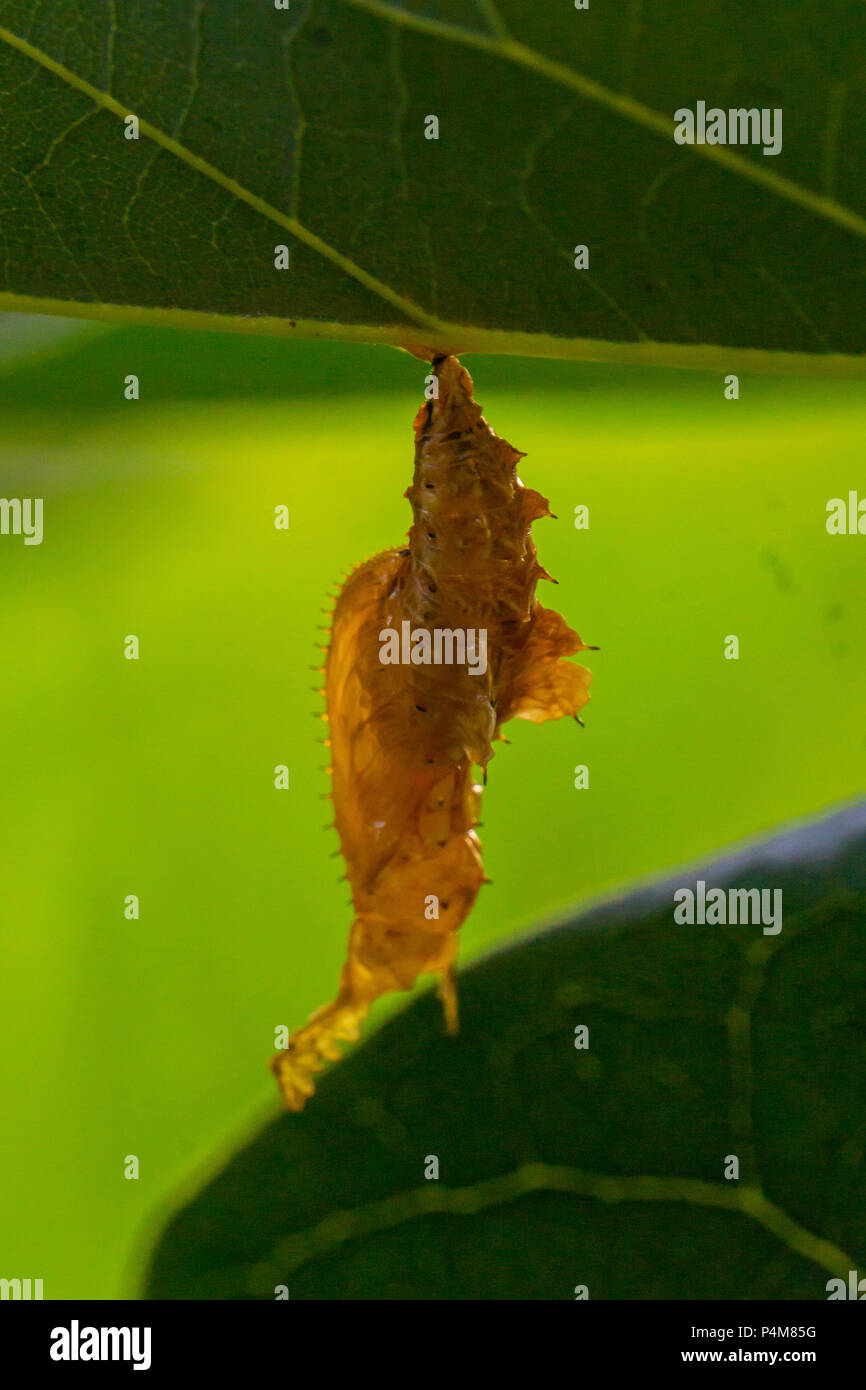 Chrysalis butterfly hi-res stock photography and images - Alamy