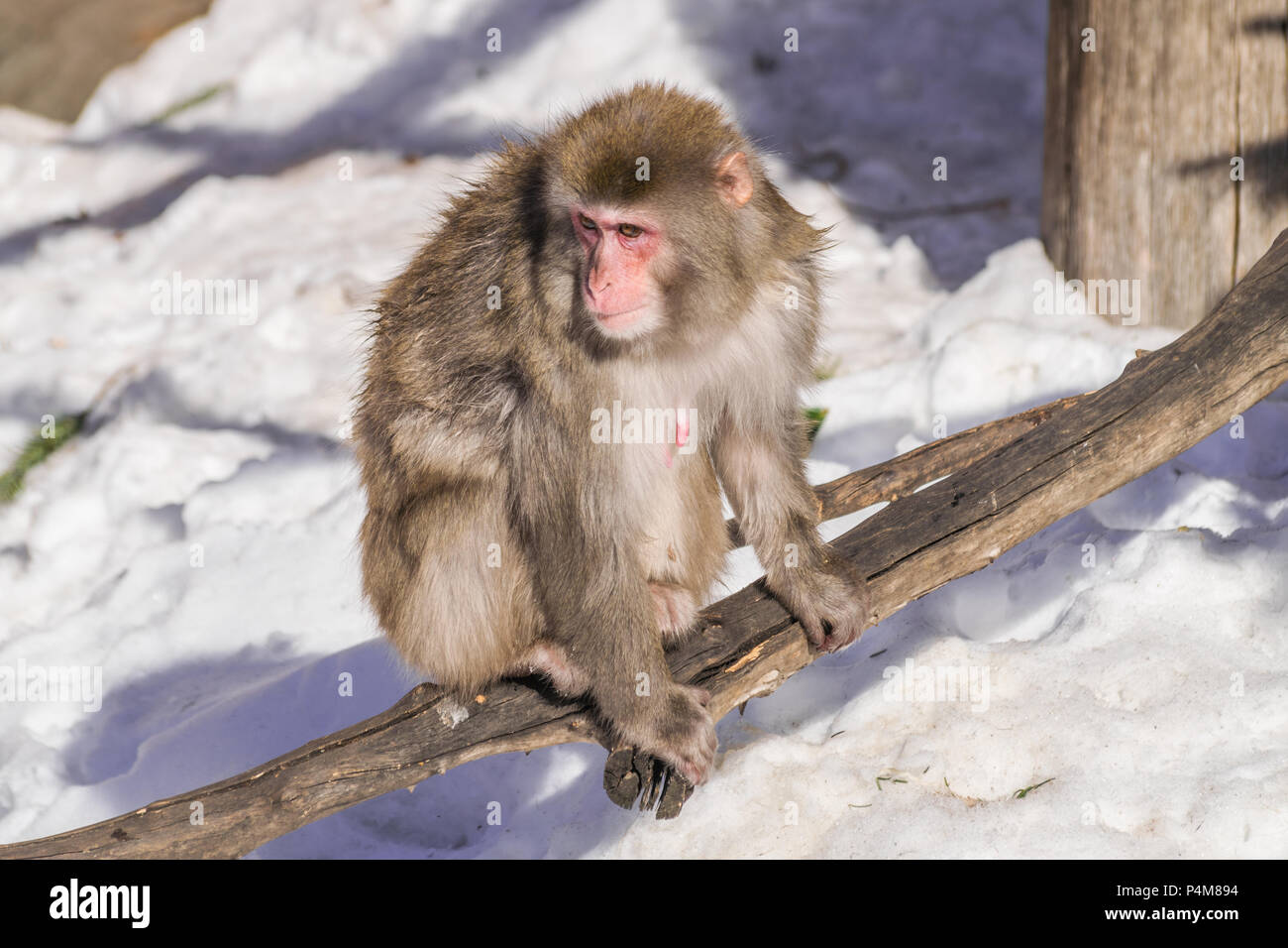 Female japanese macaques hi-res stock photography and images - Alamy