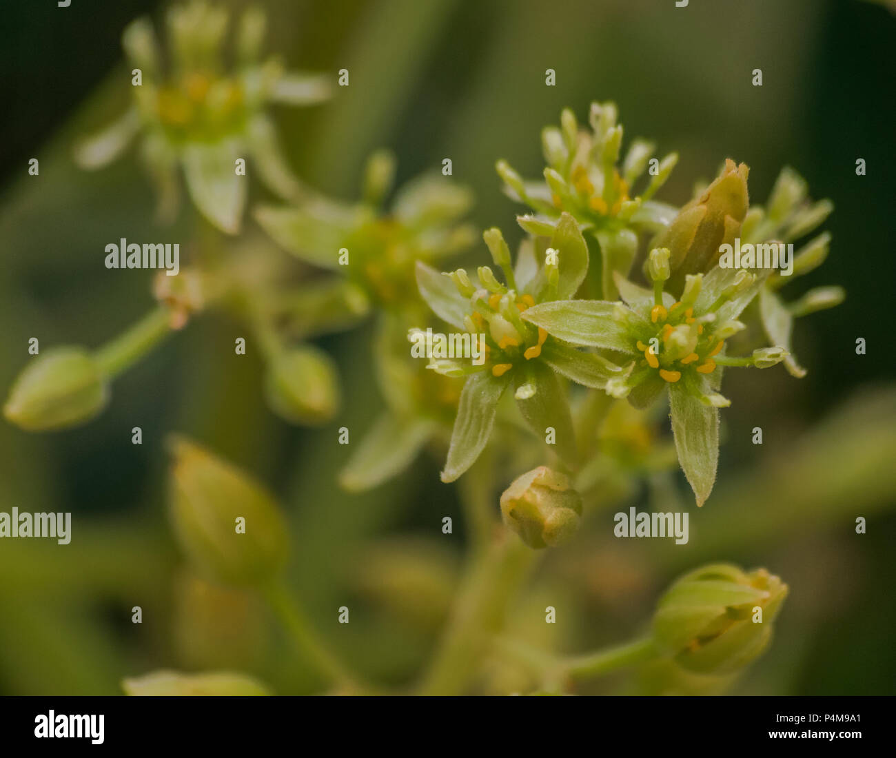 Avocado flower close view (persea americana Stock Photo - Alamy
