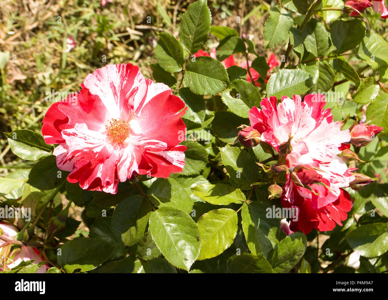 Two roses of double red and white colours in garden Stock Photo - Alamy