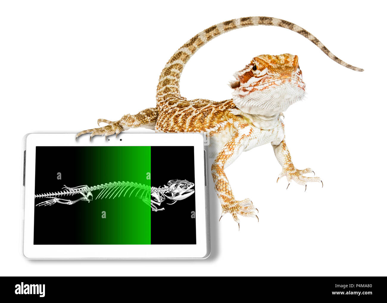 Ct test Cut Out Stock Images & Pictures - Alamy