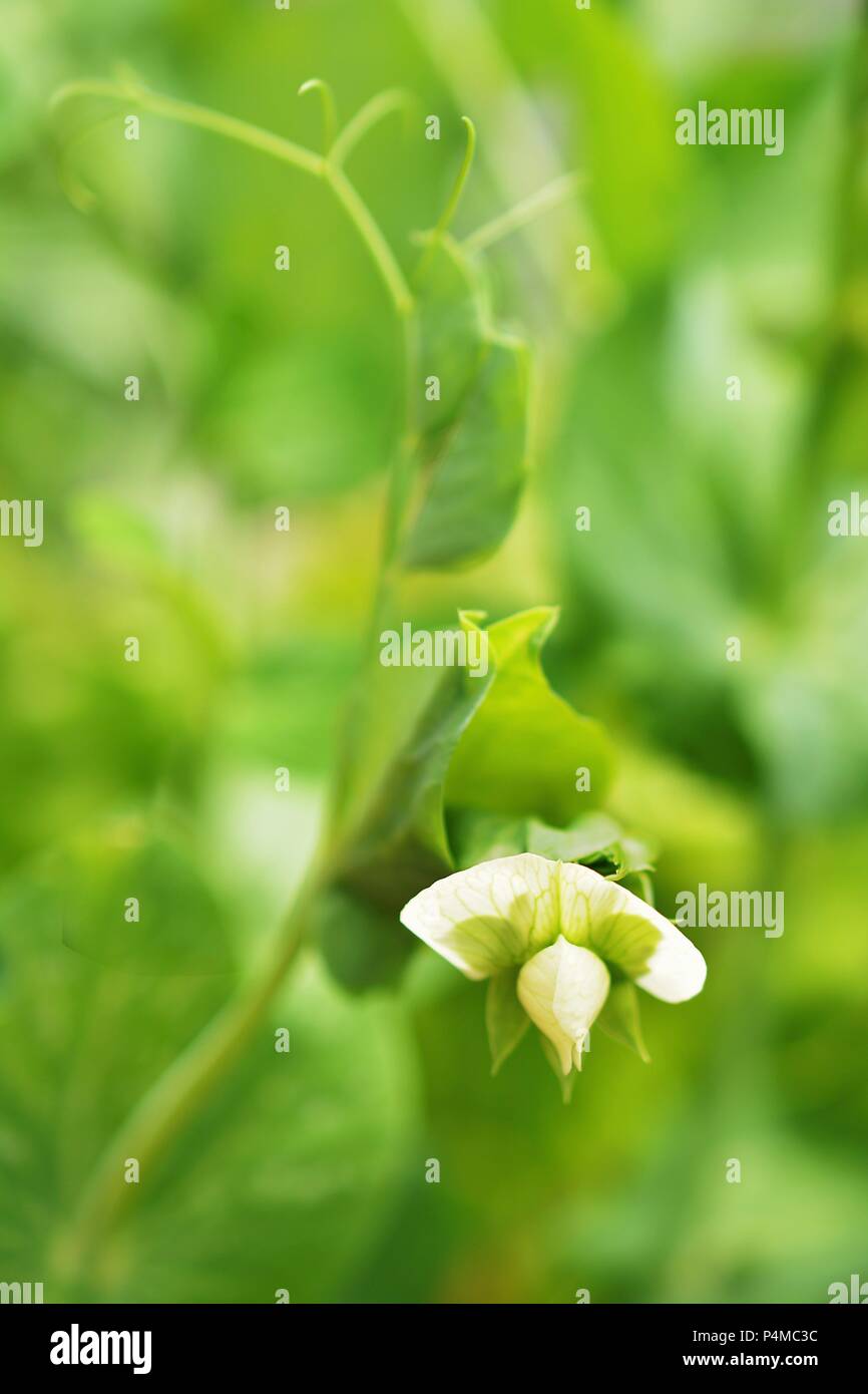 Pea types hi-res stock photography and images - Alamy