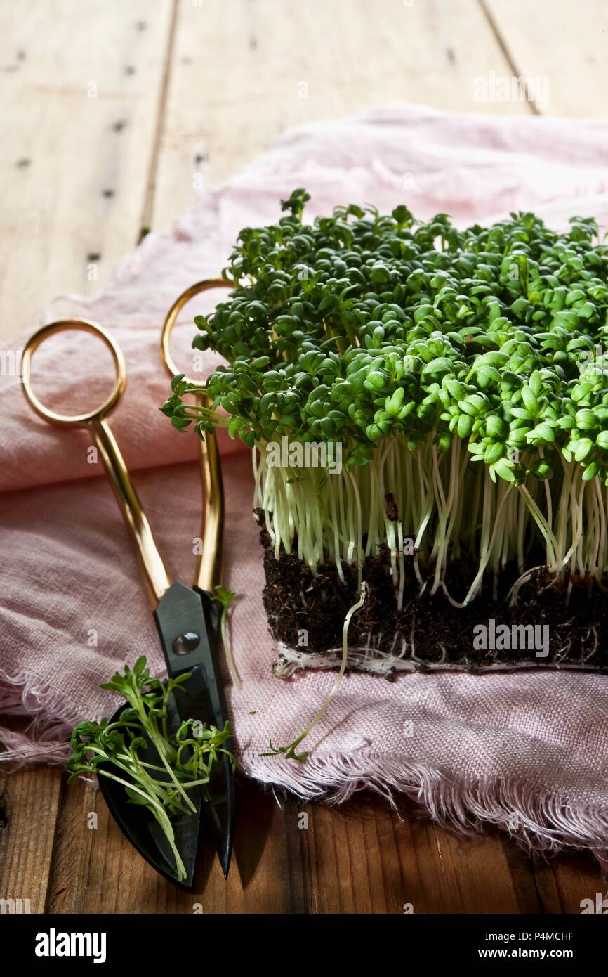Fresh cress on a linen cloth with herb scissors Stock Photo - Alamy