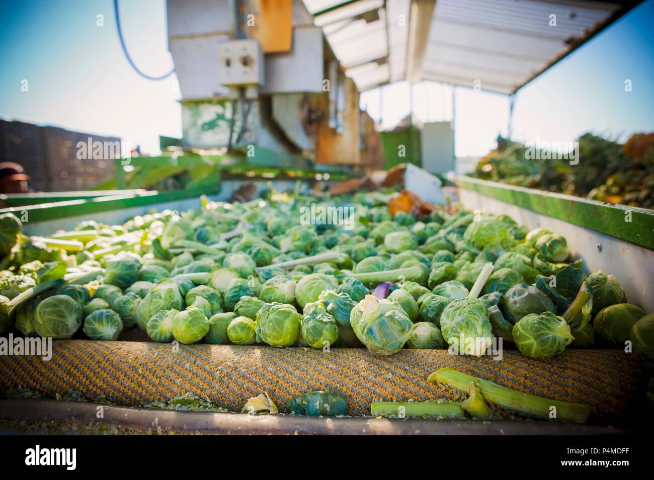 Conveyor for sorting garbage hi-res stock photography and images - Alamy