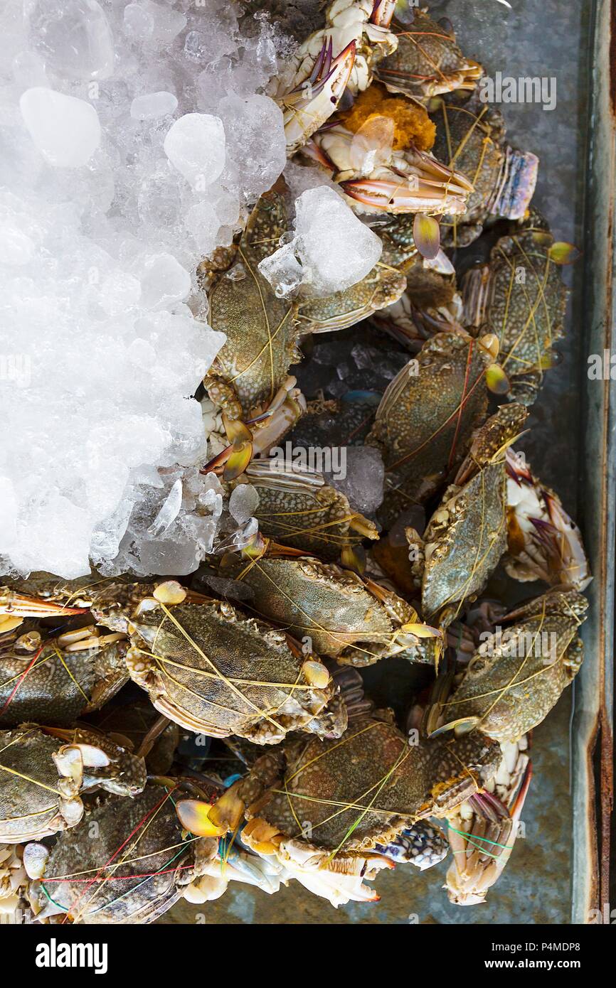 Common birds of thailand hi-res stock photography and images - Alamy