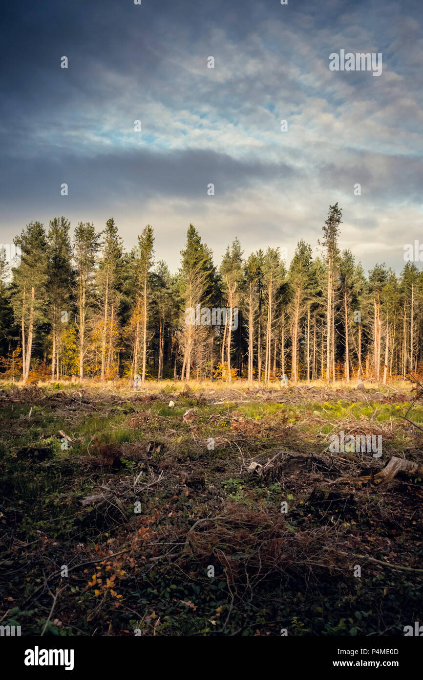 A line of trees at the edge of a clearing where logging has taken place ...