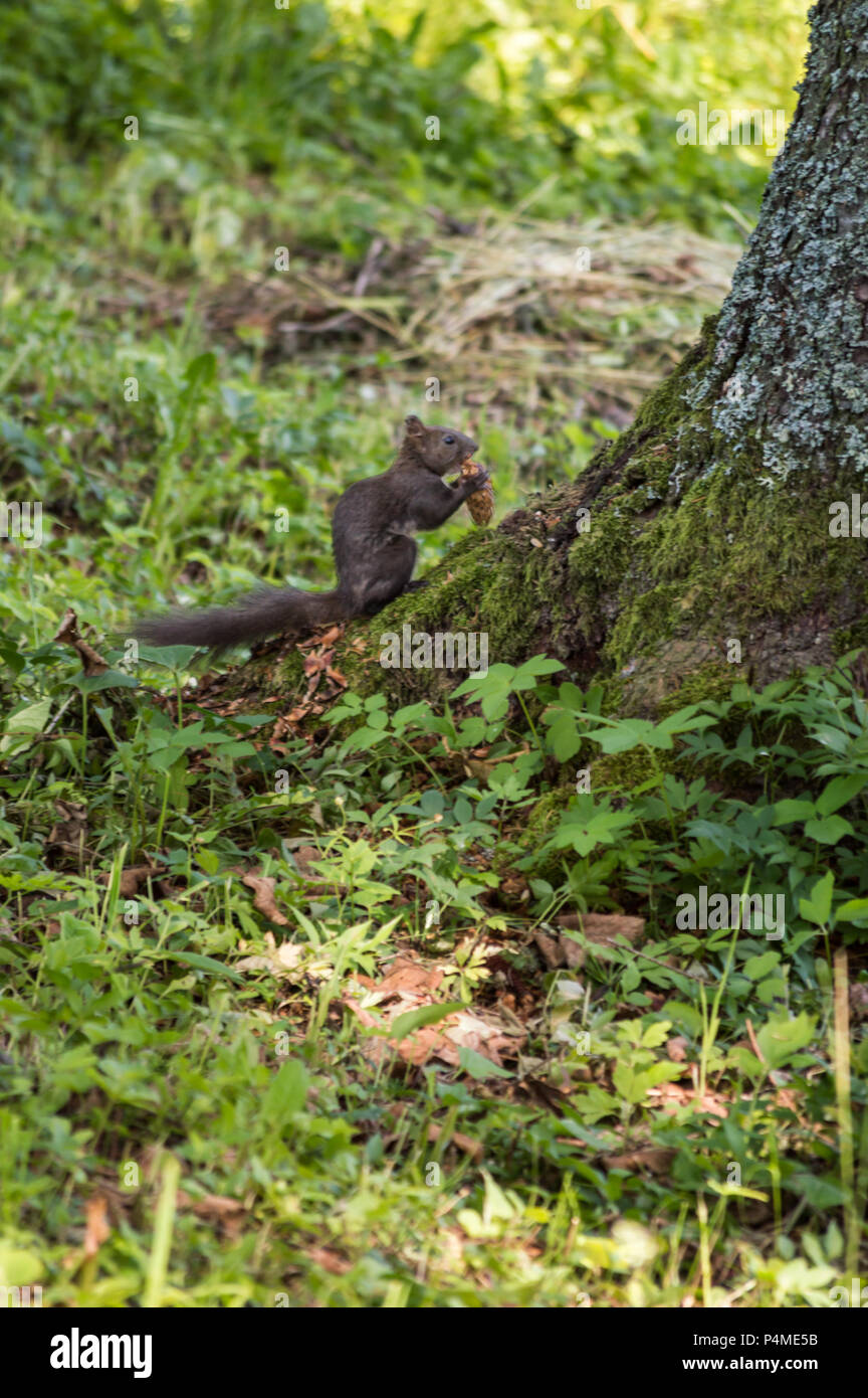 Stop eating hi-res stock photography and images - Alamy