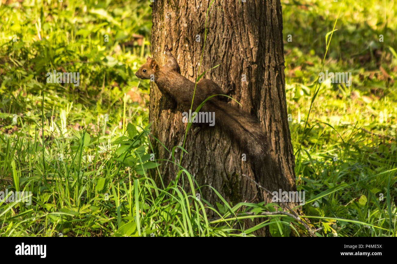 Stop eating hi-res stock photography and images - Alamy