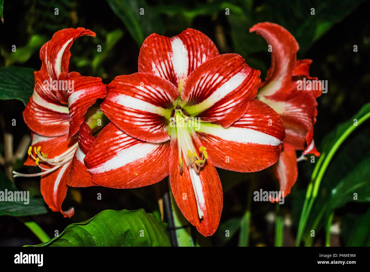 White and red amaryllis with dark garden background Stock Photo - Alamy