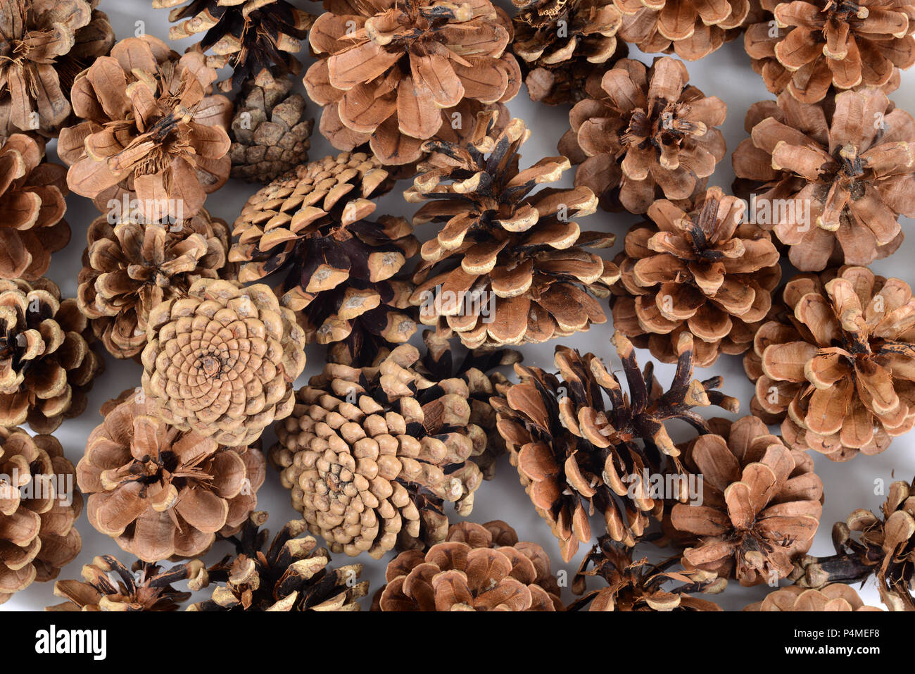 pine cone background Stock Photo - Alamy