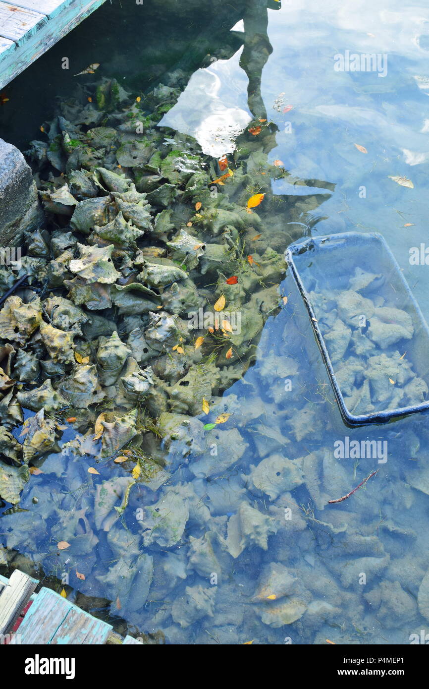 Pile of weathered and grayed conch shells located next to restaurant in ...