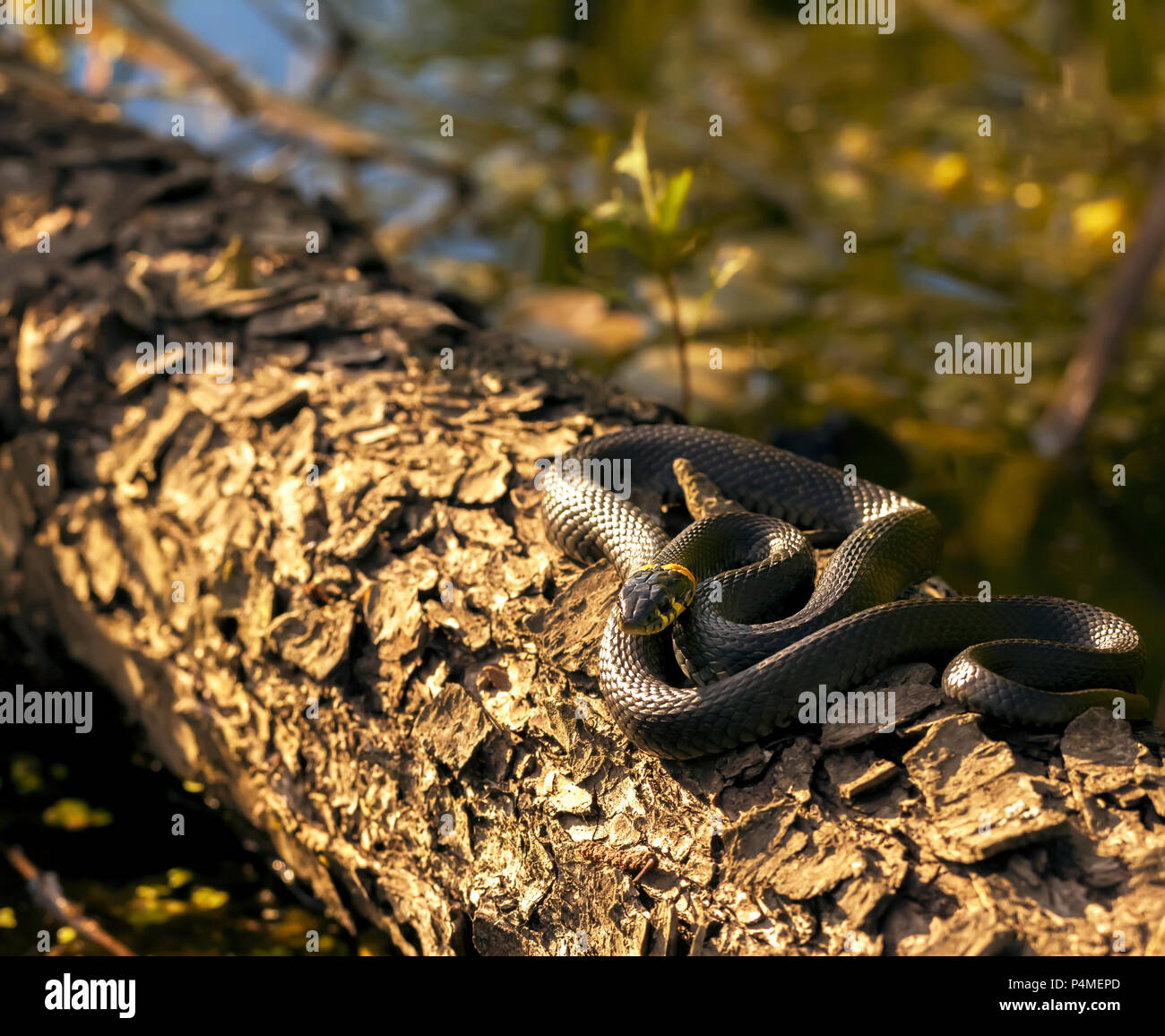 Reptile in the habitat. Wild Nature Stock Photo - Alamy