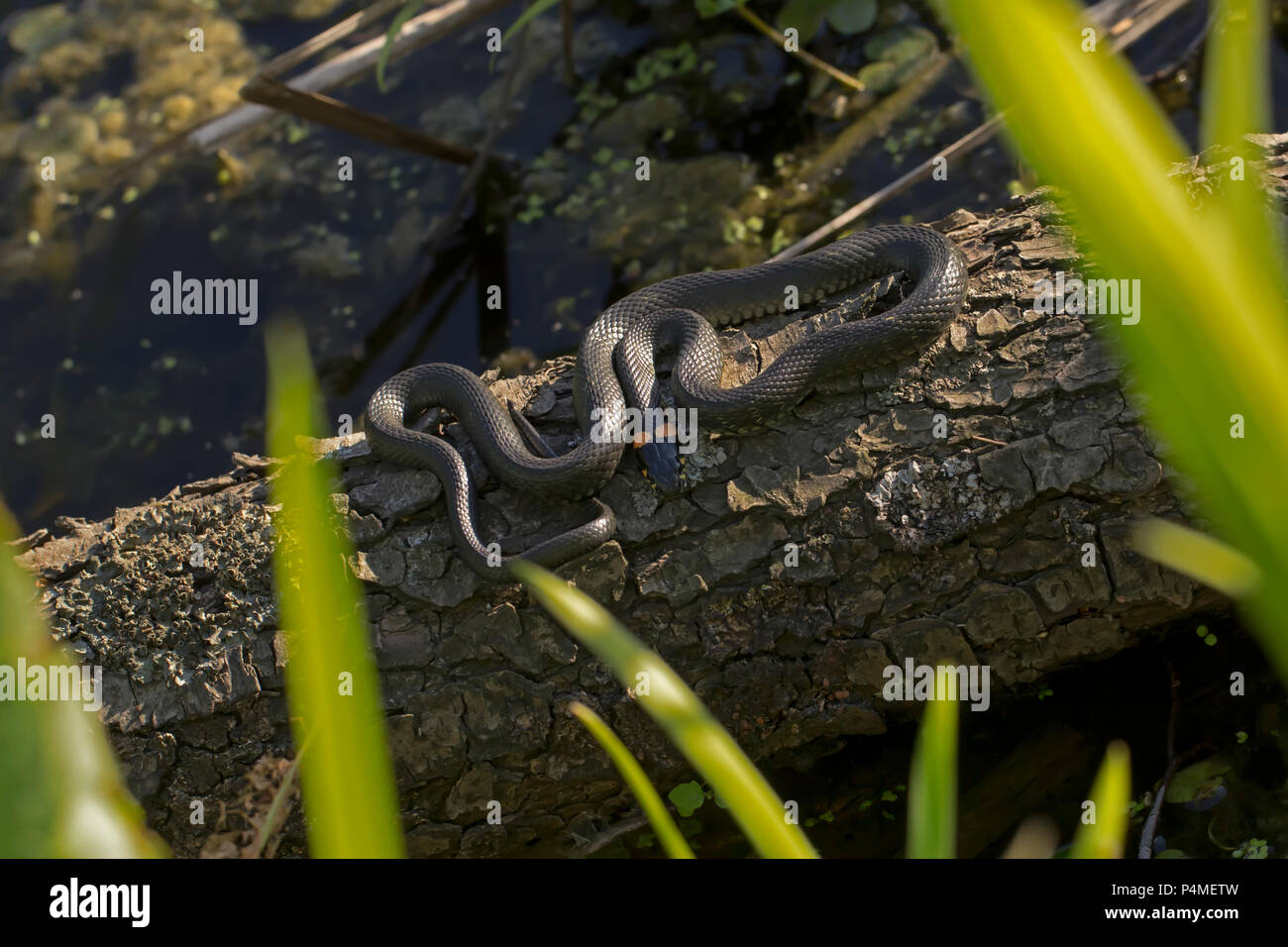Reptile in the habitat. Wild Nature 2 Stock Photo - Alamy