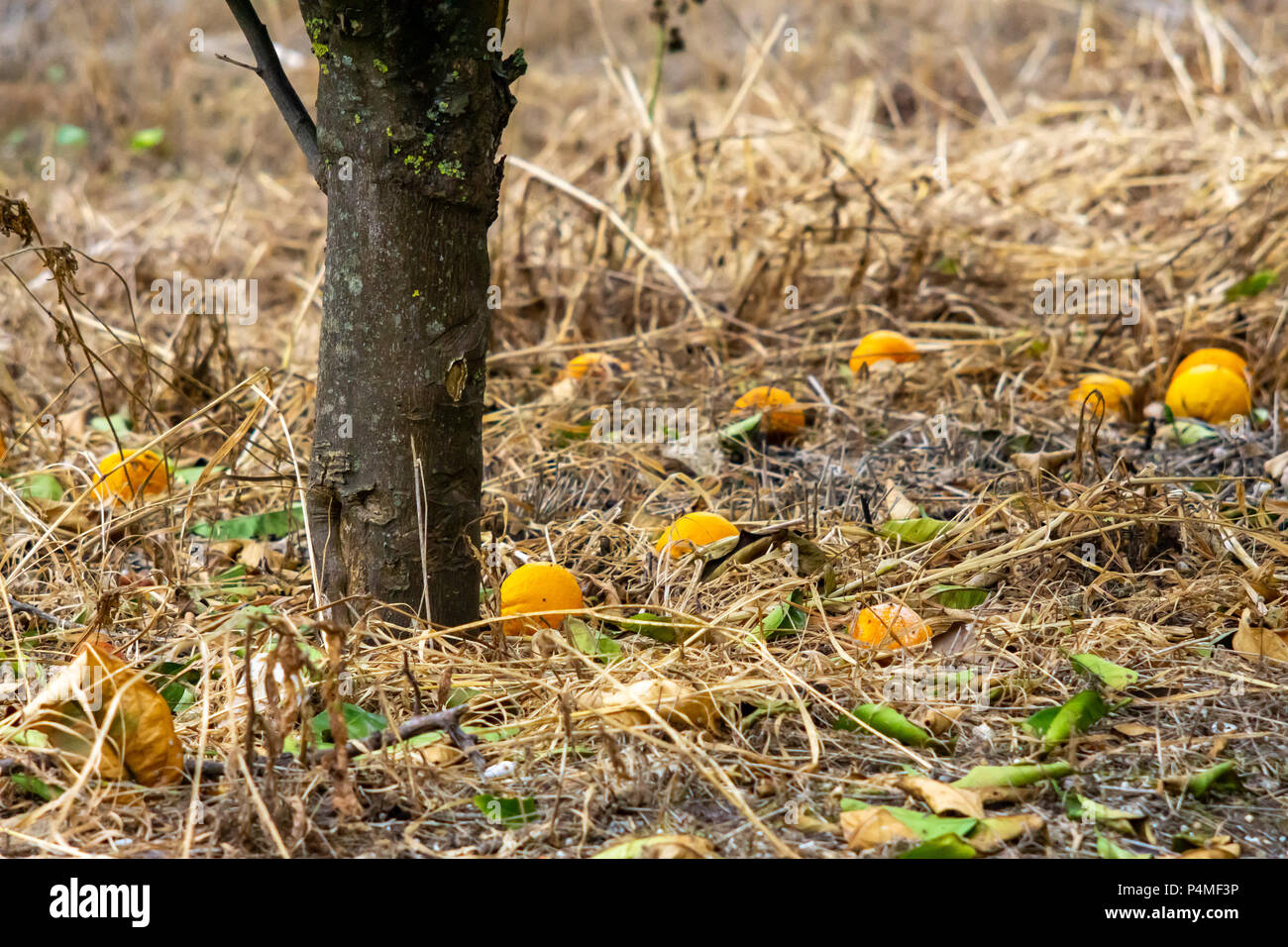 Scattered fruit tree hi-res stock photography and images - Alamy
