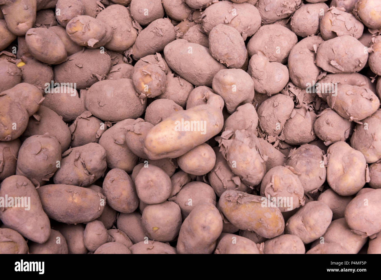 new potatoes unwashed Stock Photo - Alamy