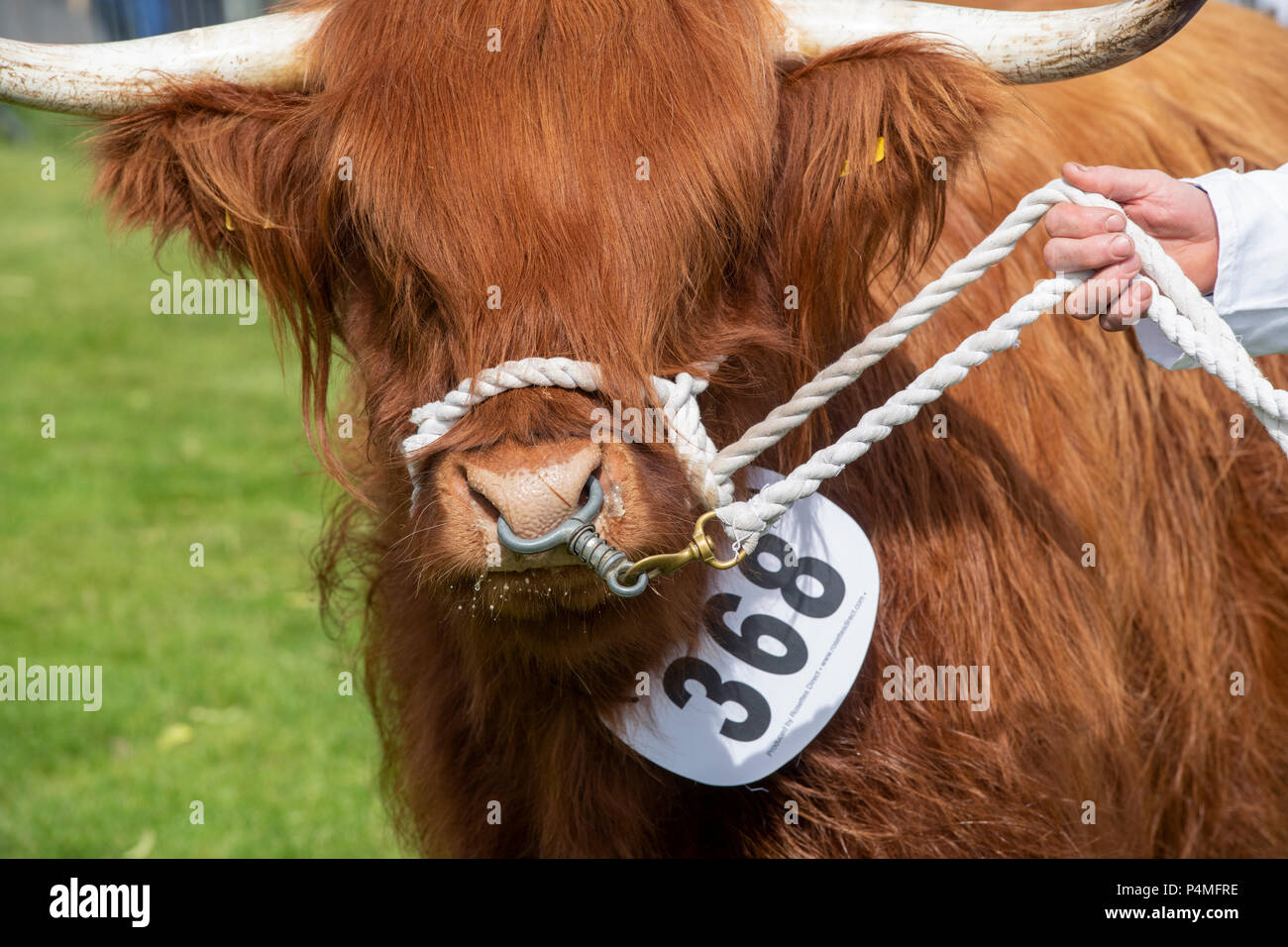 Highland cow eye hi-res stock photography and images - Alamy