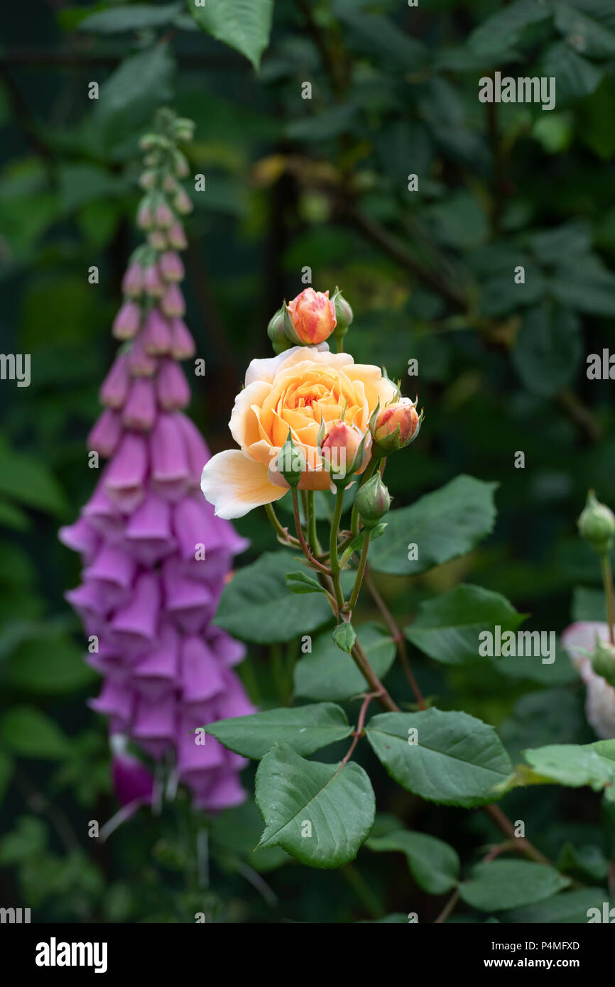 Apricot roses hi-res stock photography and images - Alamy