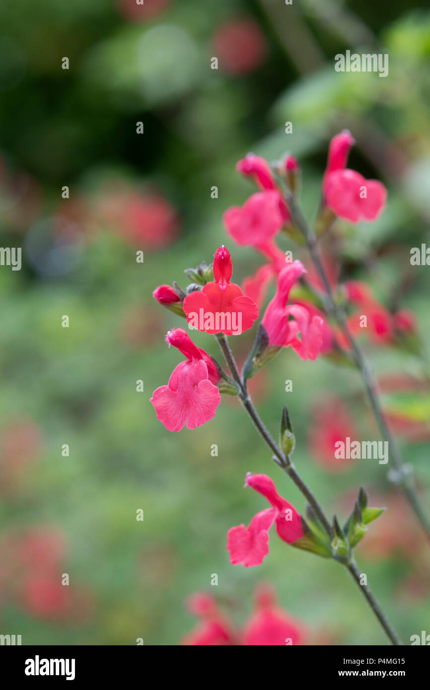 Salvia microphylla red sage hi-res stock photography and images - Alamy