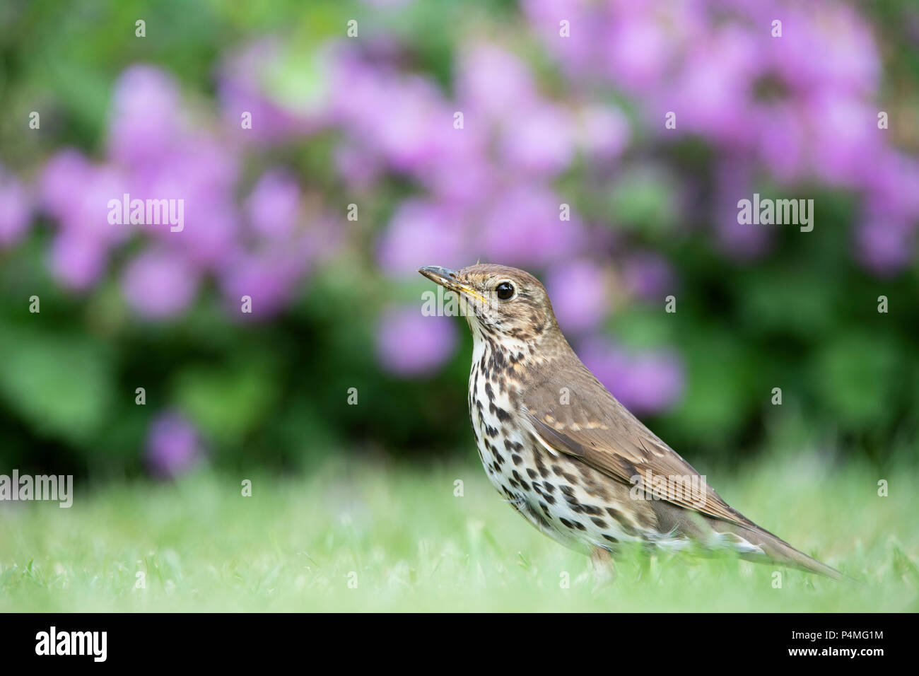 Thrush uk garden hi-res stock photography and images - Alamy