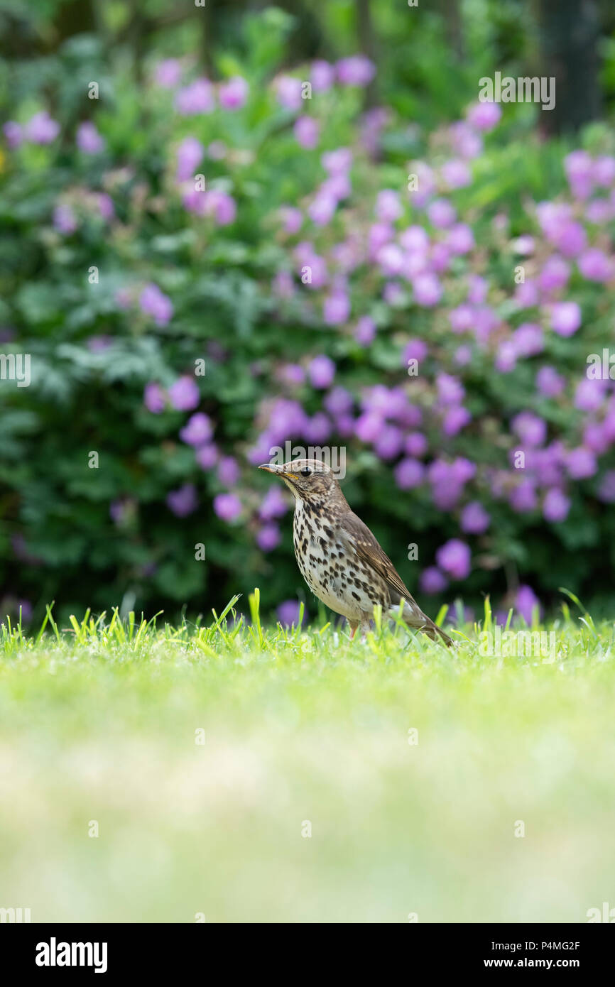 Thrush uk garden hi-res stock photography and images - Alamy
