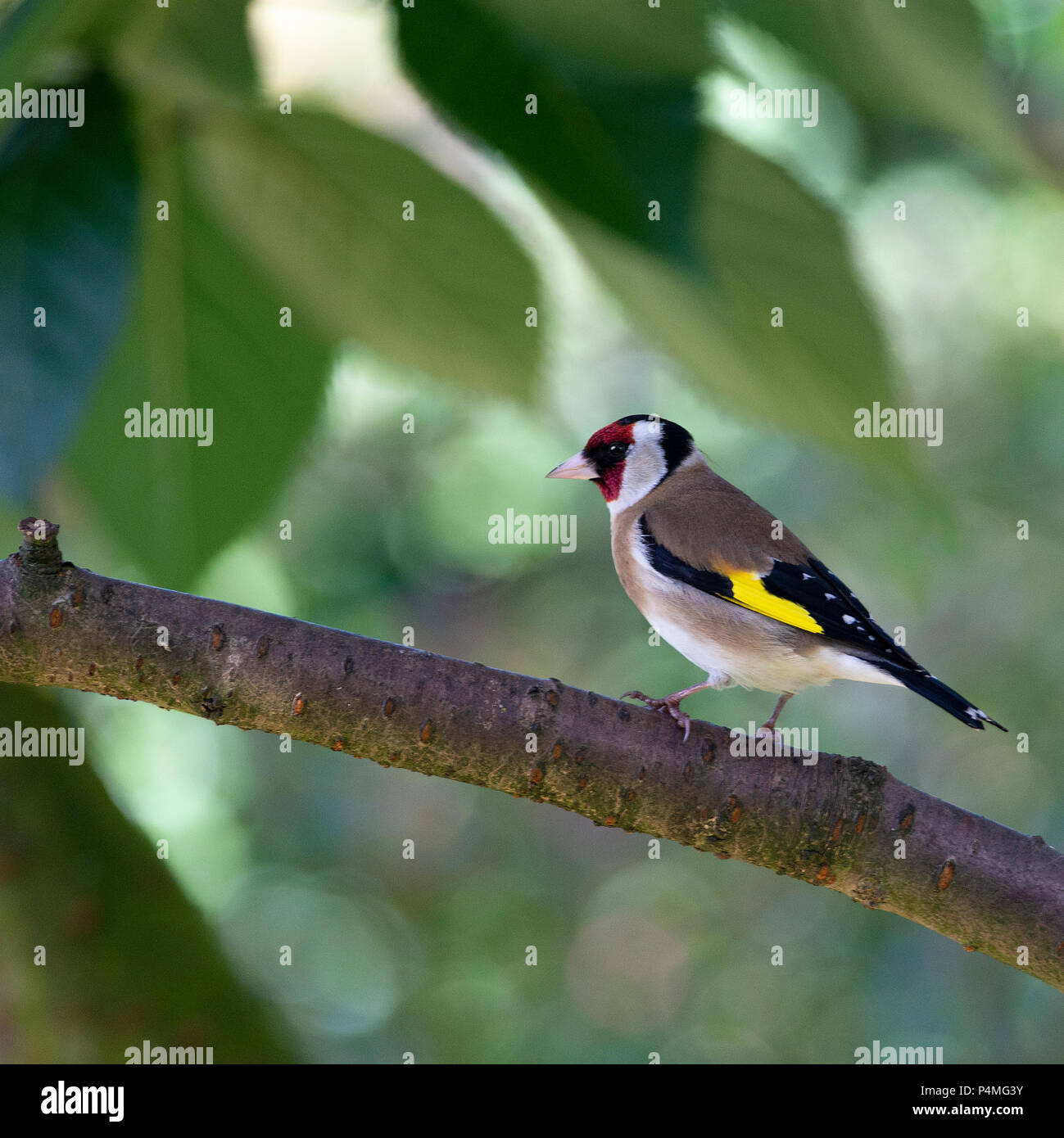 Finch family tree High Resolution Stock Photography and Images - Alamy