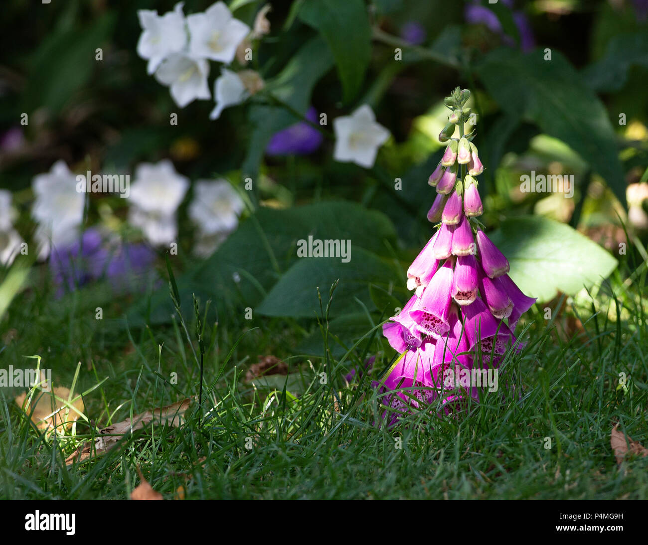 Purple Foxglove Flower Spike in Full Bloom in a Garden Border in ...