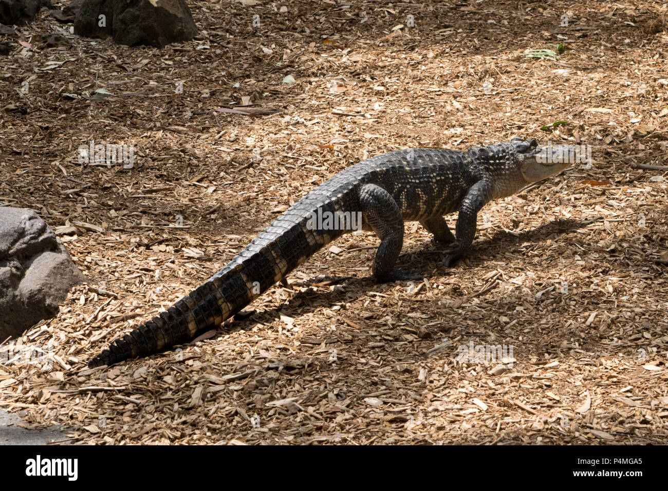 A american alligator in the Australia zoo Stock Photo - Alamy