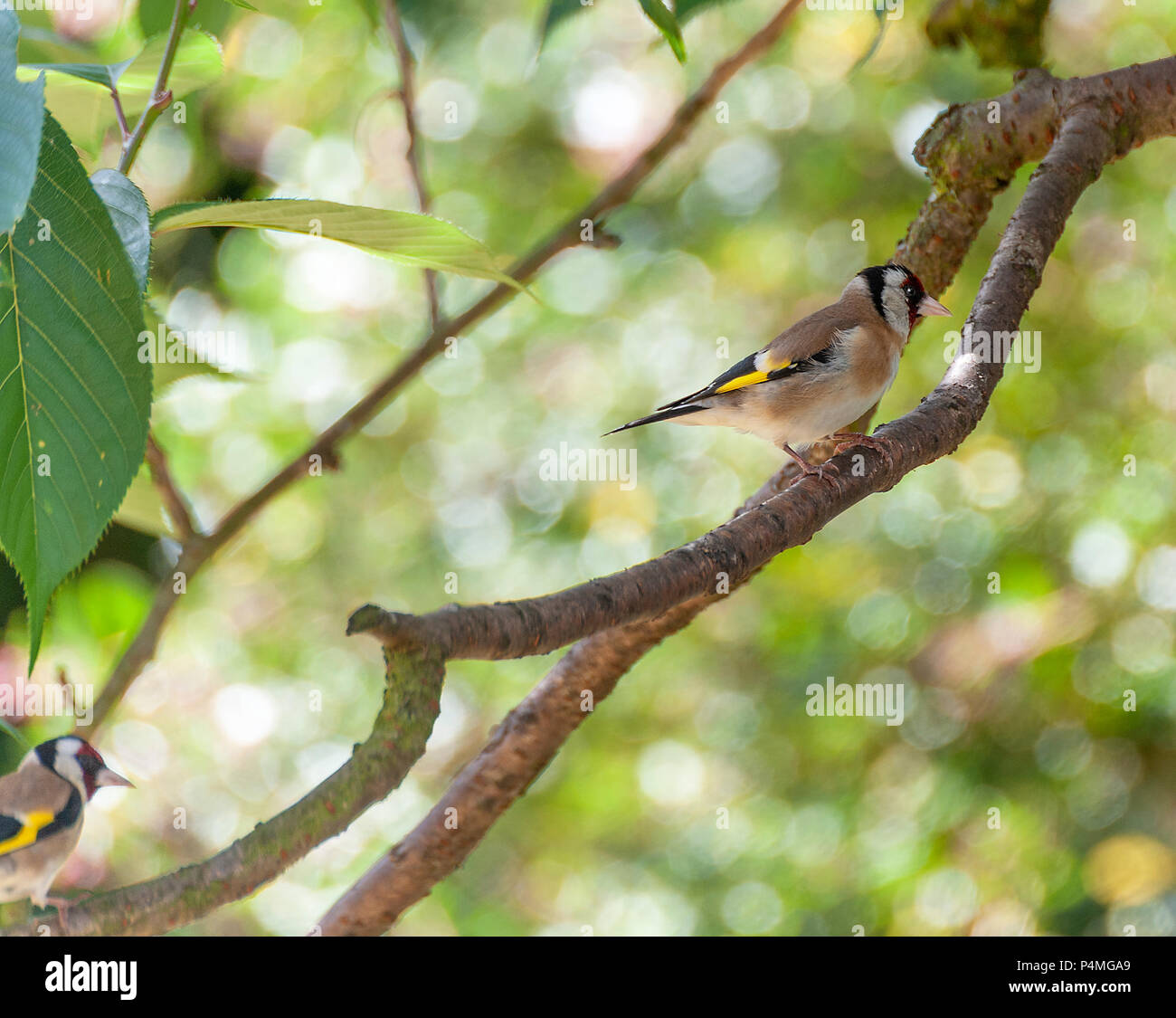 An Adult Goldfinch Perching on a Branch in a Flowering Cherry Tree ...