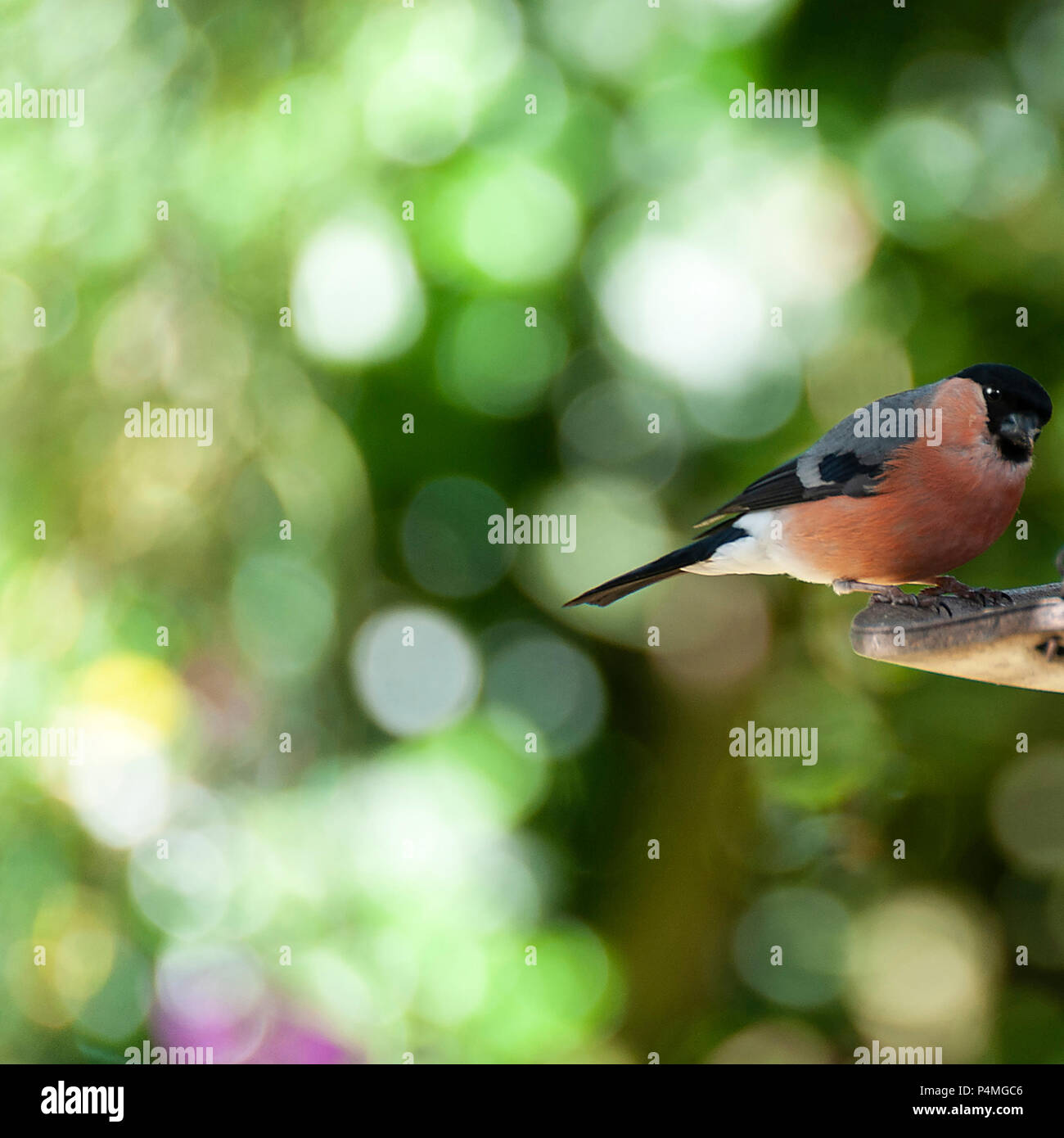 Bullfinch on a garden feeder hi-res stock photography and images - Alamy