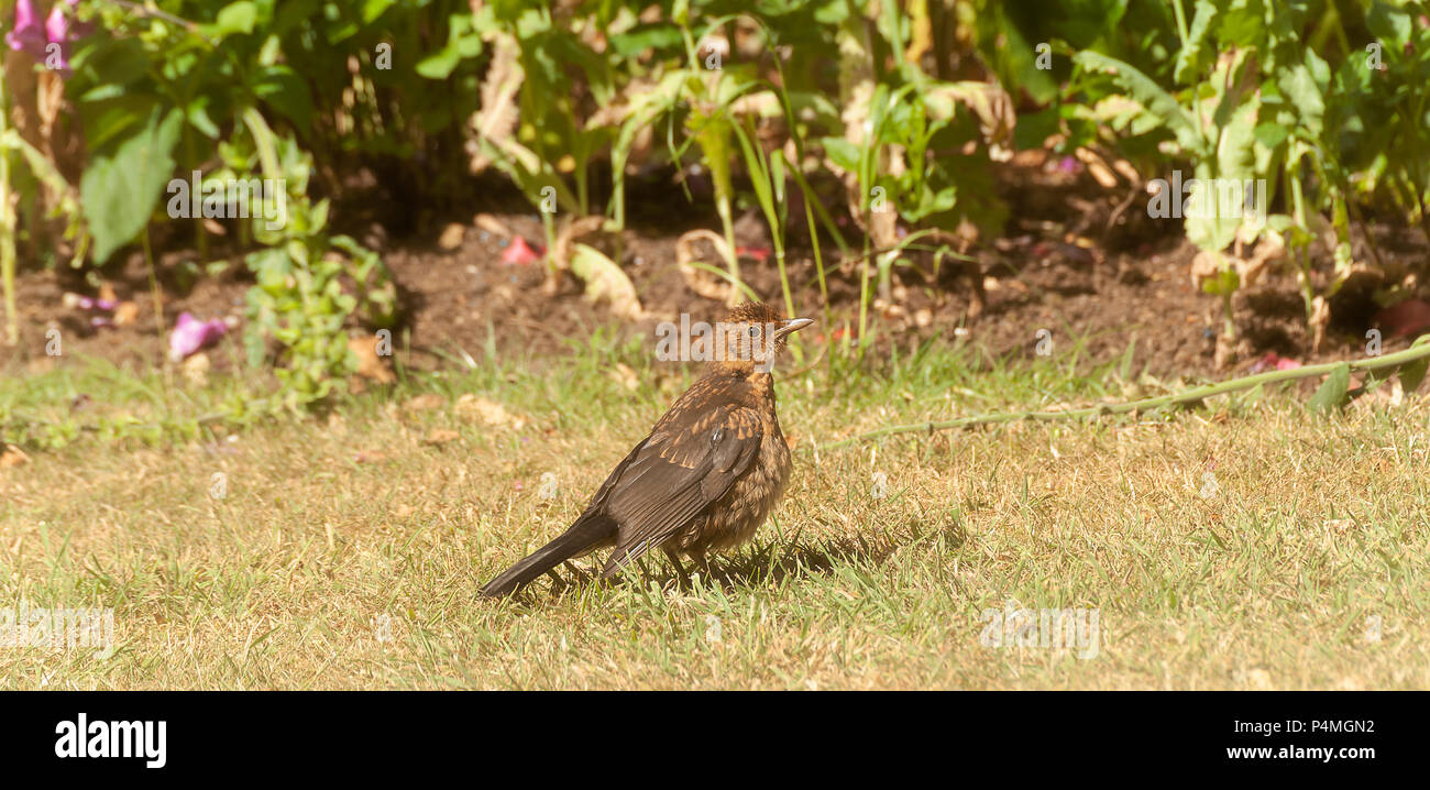 Drooping wing hi-res stock photography and images - Alamy
