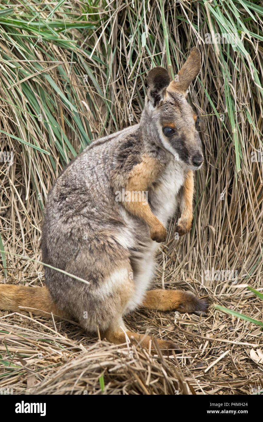 Yellow footed rock wallaby in the zoo Stock Photo - Alamy