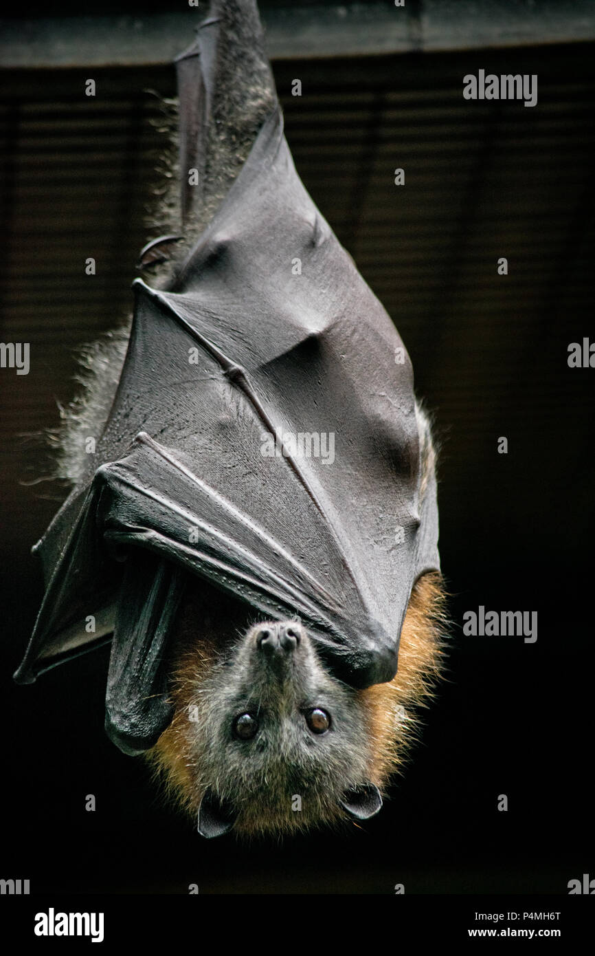 Grey headed flying fox hi-res stock photography and images - Alamy