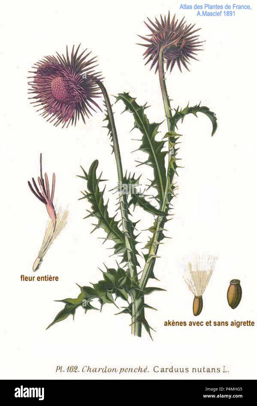 Carduus l hi-res stock photography and images - Alamy