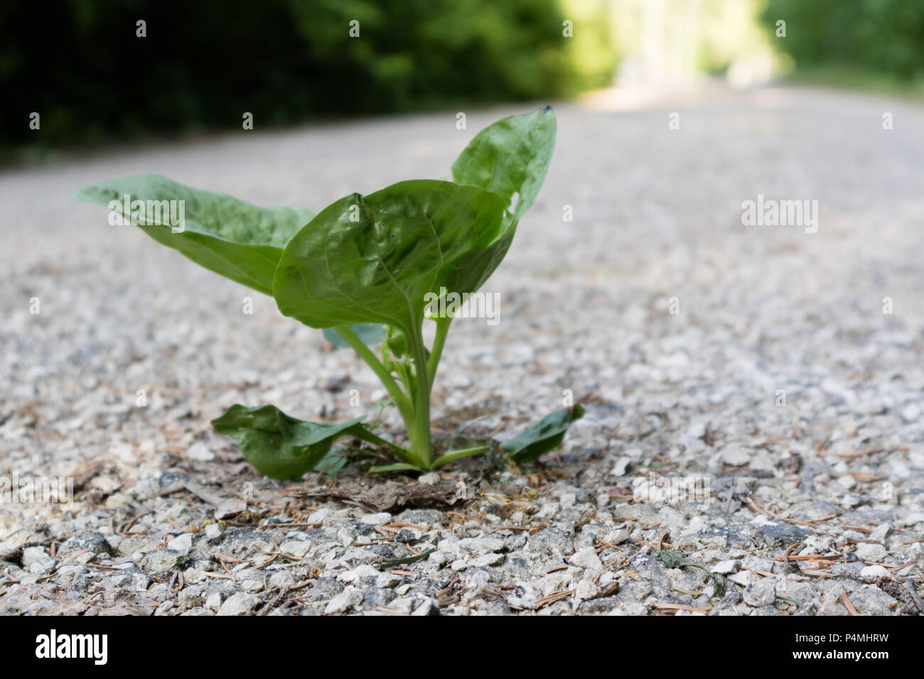 Green plantain growing through an asphalt road Stock Photo - Alamy