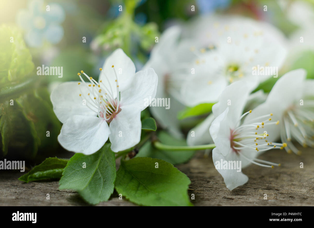 Close up apple tree flower on a wooden surface. Soft focused romantic ...