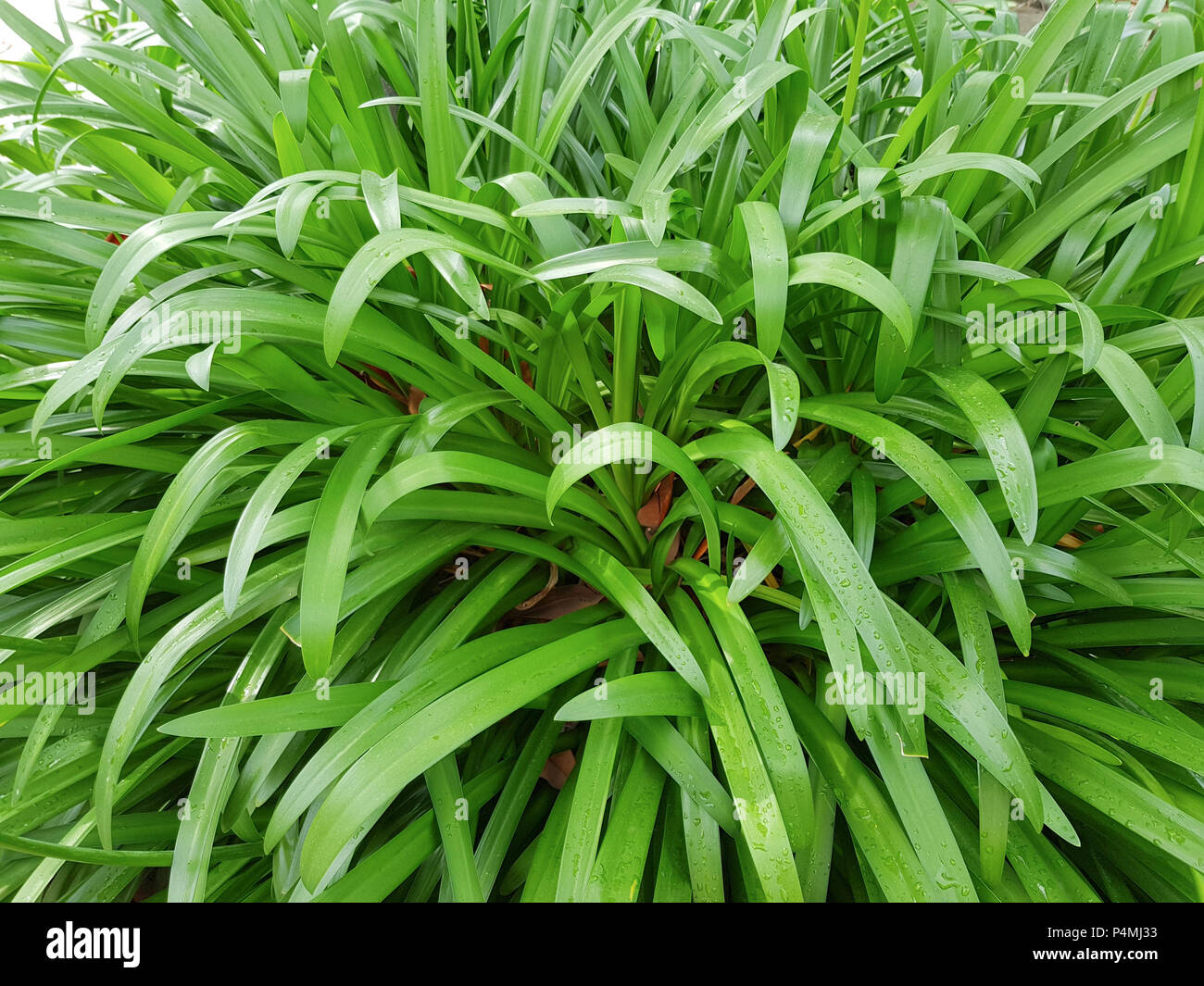 Long blades of green grass, green plant in bright day natural spring ...