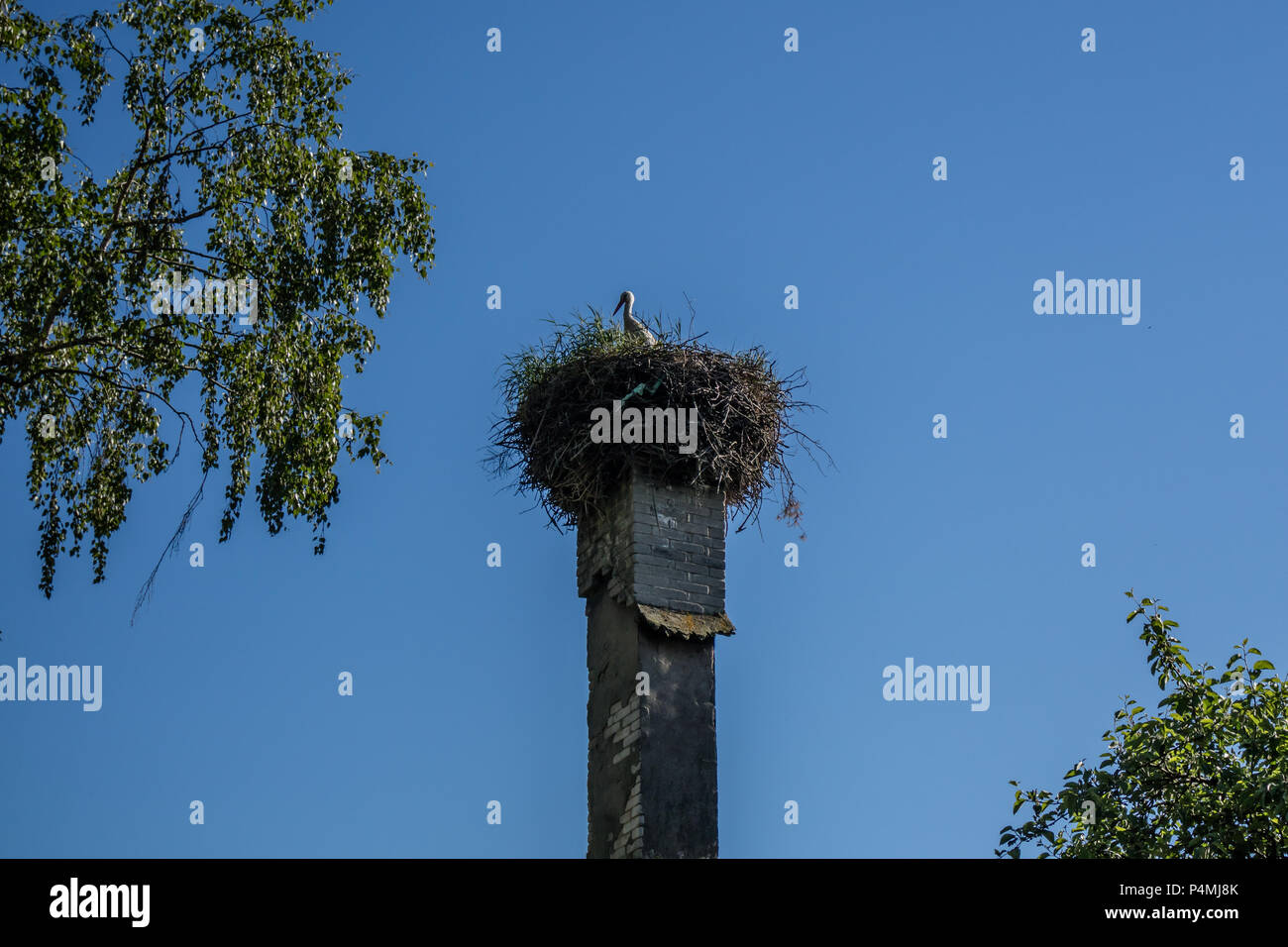 Little stork sitting in the nest on the tall old chimney Stock Photo ...