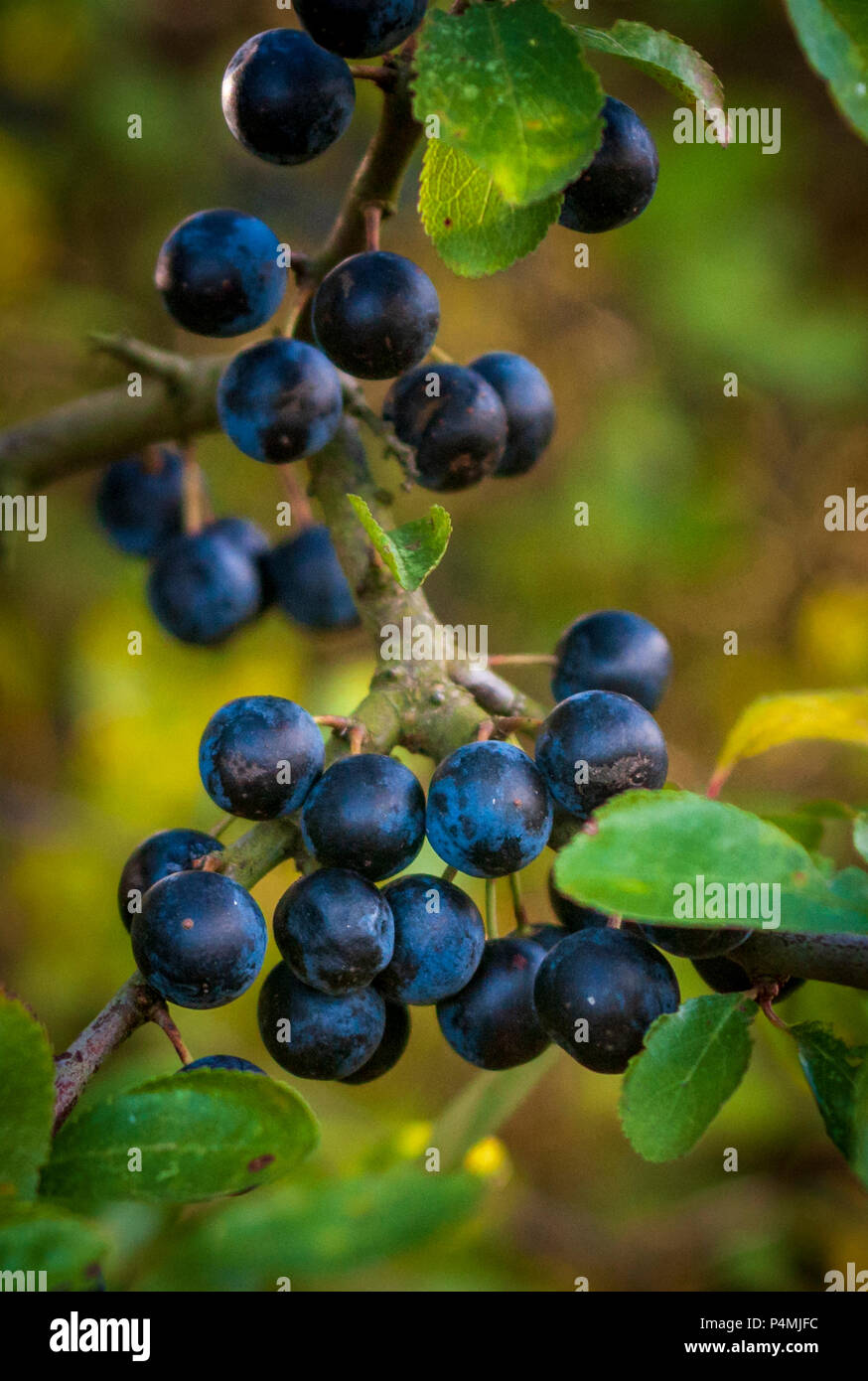Black gin tree hi-res stock photography and images - Alamy