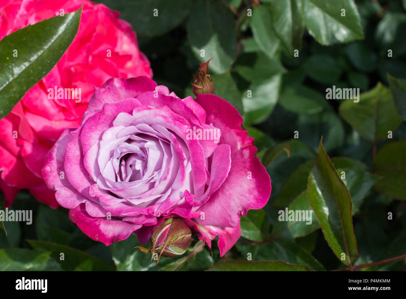 Blooming beautiful colorful roses in the garden background Stock Photo ...