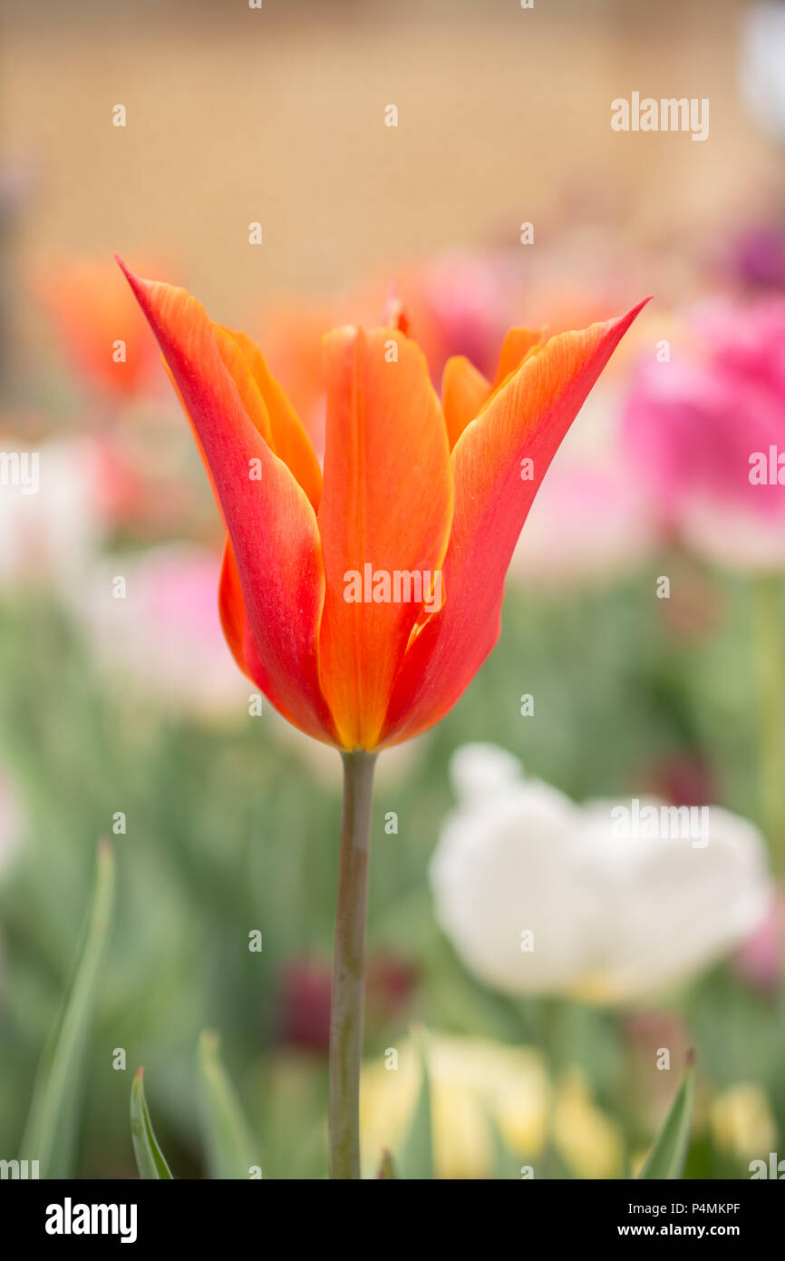 Outstanding colorful tulip flower bloom in the spring garden Stock ...