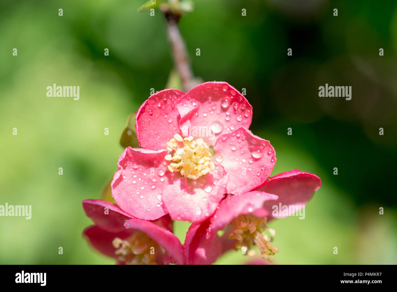 Tree bloom blossom beautiful flowers in spring season Stock Photo - Alamy