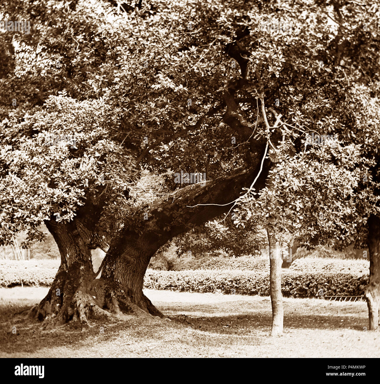 The Capon Tree, Jedburgh, Victorian period Stock Photo - Alamy
