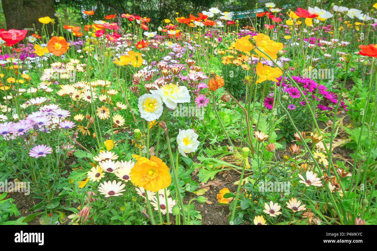 Colorful and beautiful spring flowers blooming on a garden in natural ...