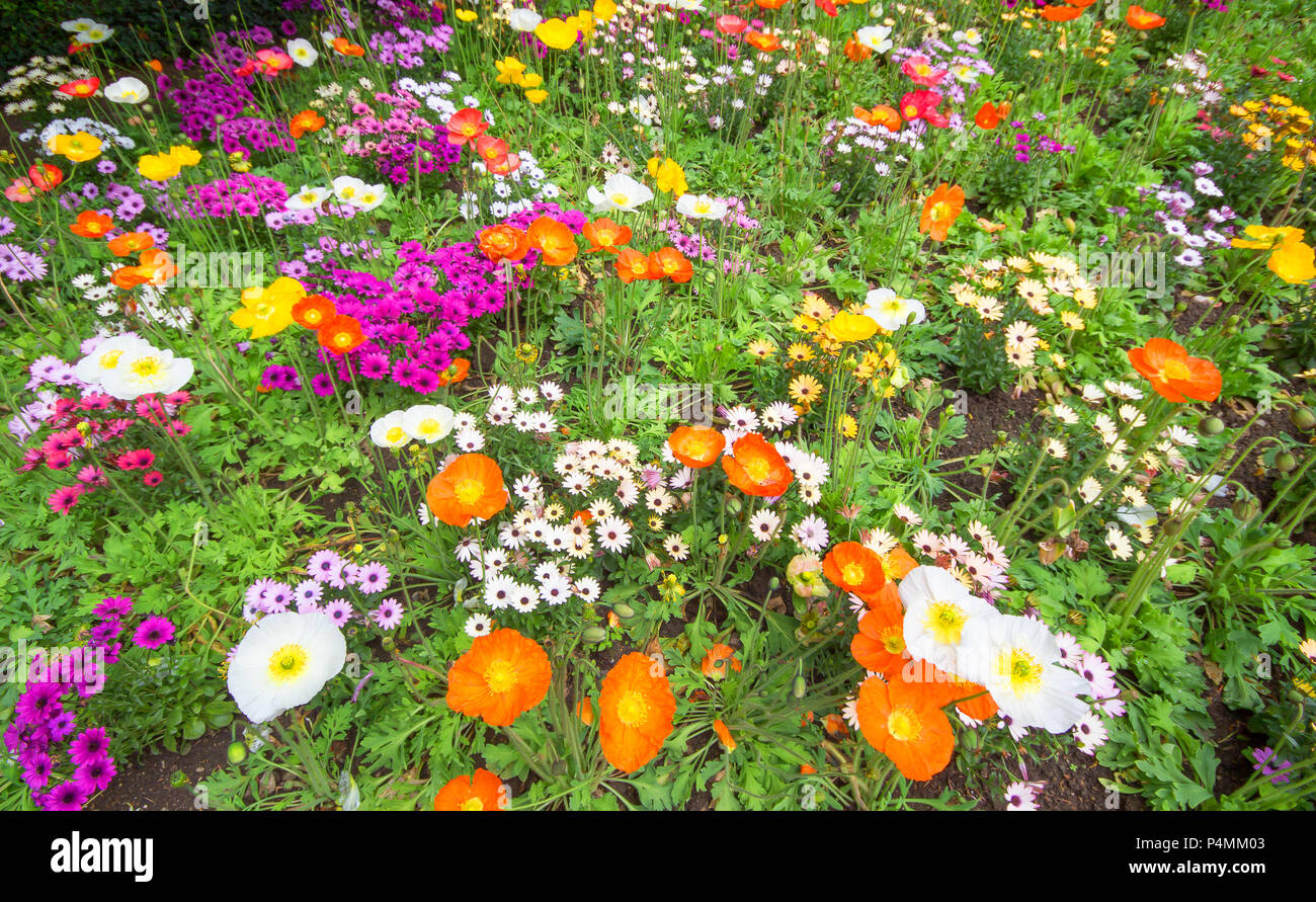 Colorful and beautiful spring flowers blooming on a garden in natural ...