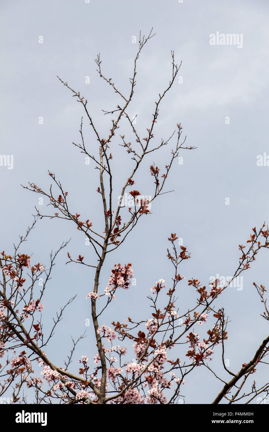 A unique photo of bright tender offshoot of a tree growing Stock Photo ...