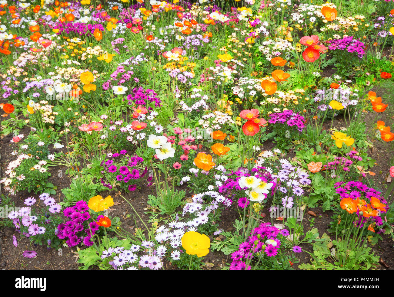 Field of blooming flowers colorful spring flowers on a garden in ...