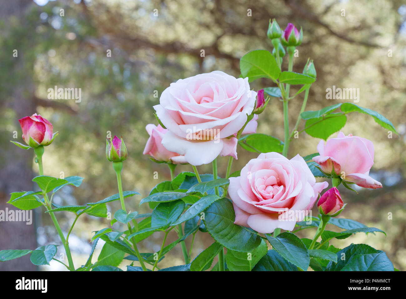 Beautiful roses bunch or bouquet pink roses blooming in the garden in ...